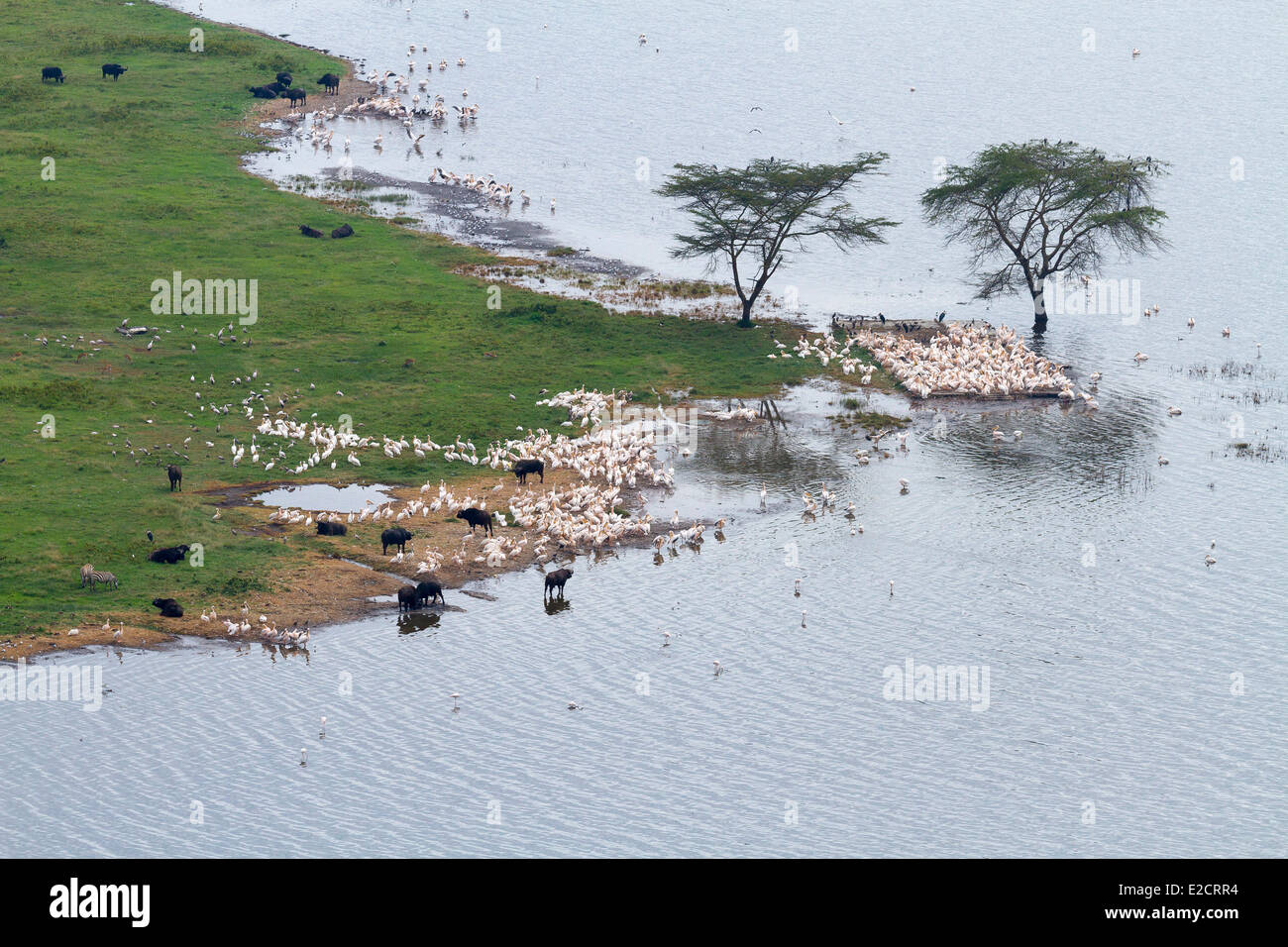 Kenya Nakuru national park white pelican (Pelecanus onocrotalus) aerial ...