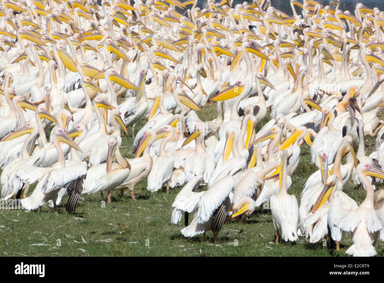 Multitude of animals hi-res stock photography and images - Alamy