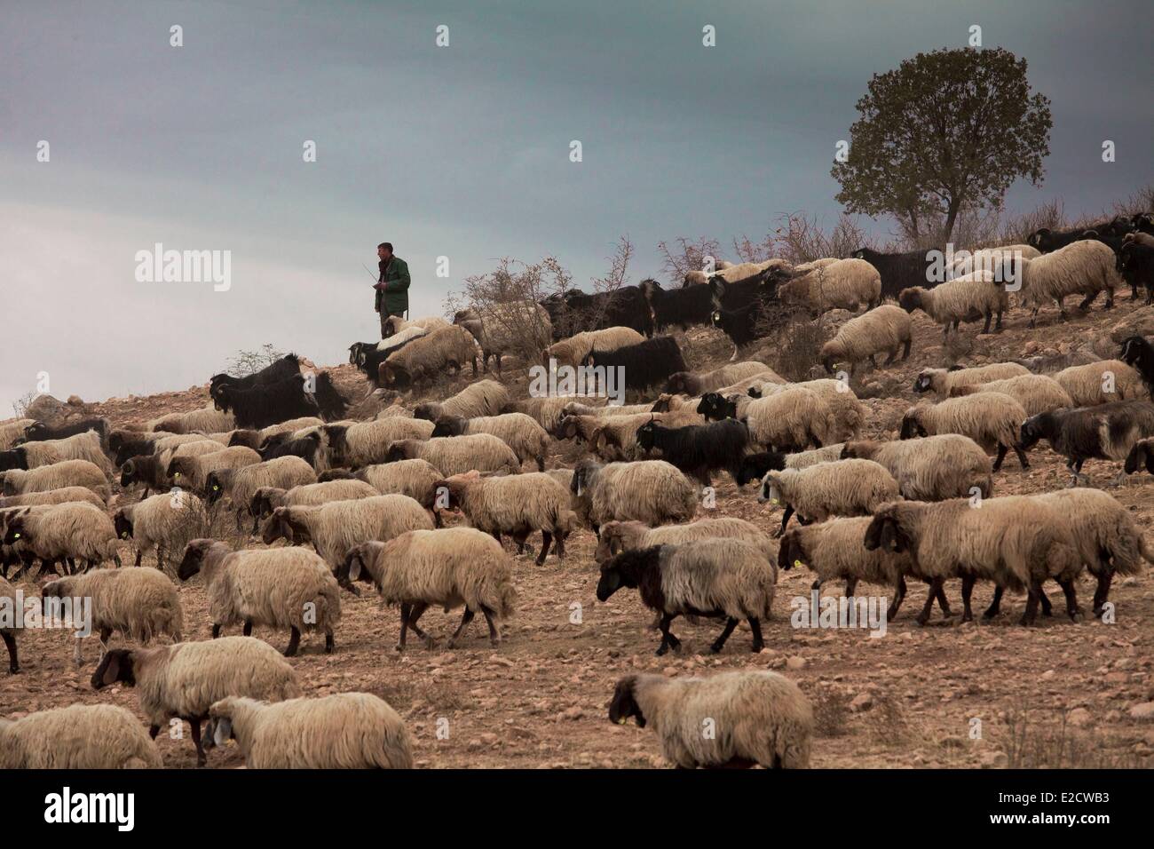 Eastern turkey flock hi-res stock photography and images - Alamy