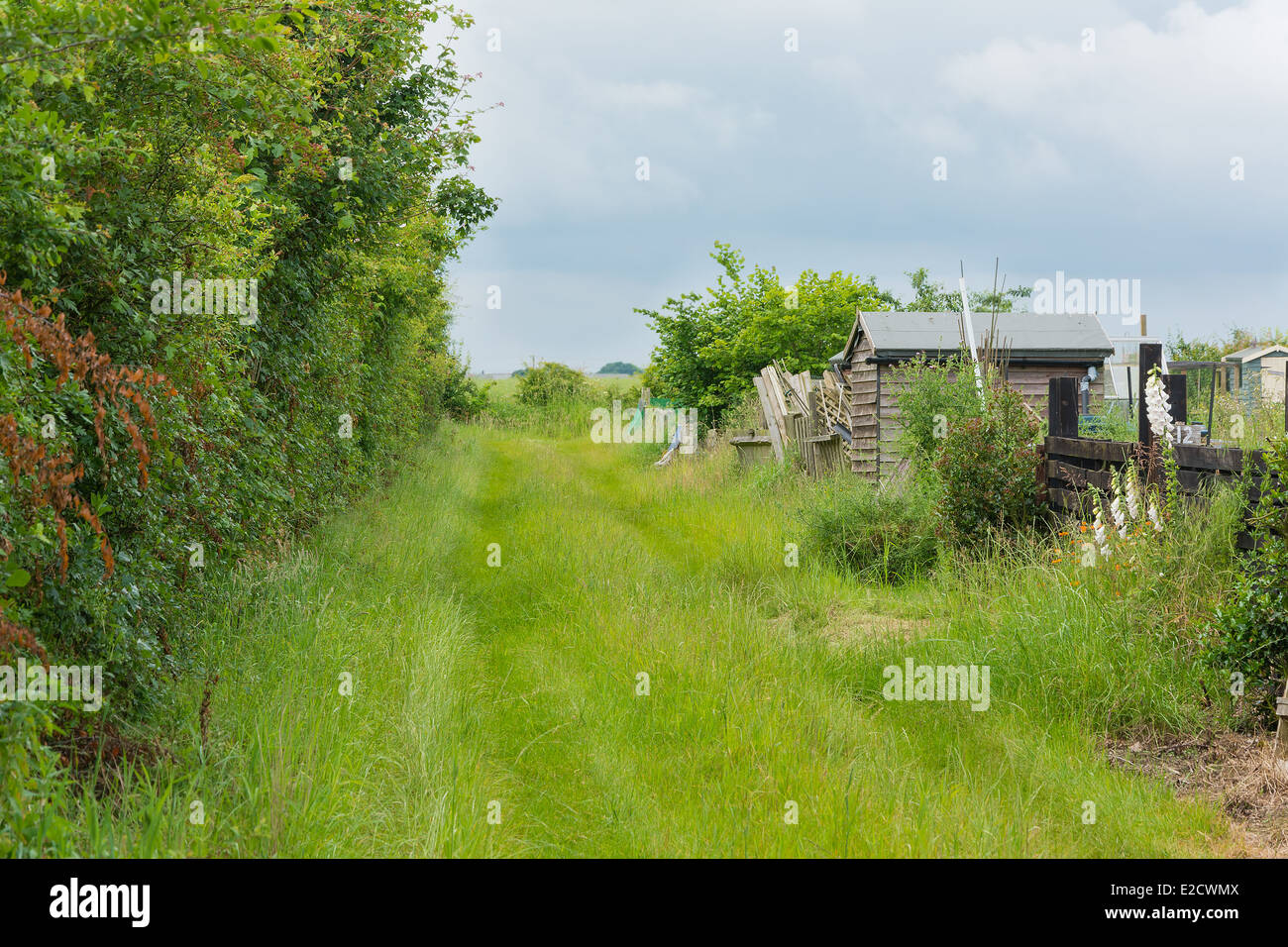 Garden grassy hi-res stock photography and images - Alamy