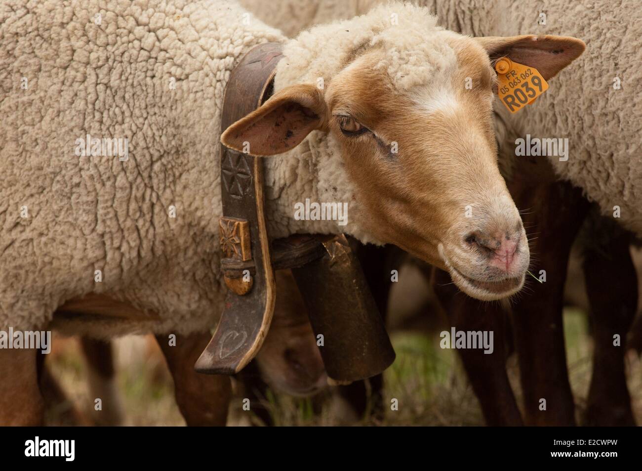 France Hautes Alpes Les Terrasses sheep wooden collar carved by the ...