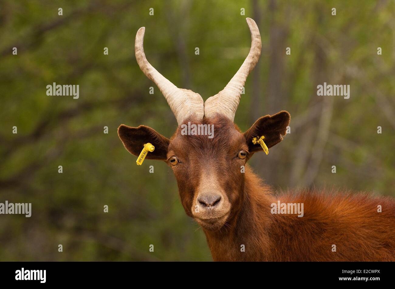 France Hautes Alpes Les Terrasses pasture goat Stock Photo - Alamy