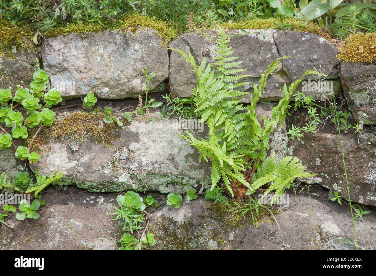 Fern covered dry stone wall Stock Photo - Alamy