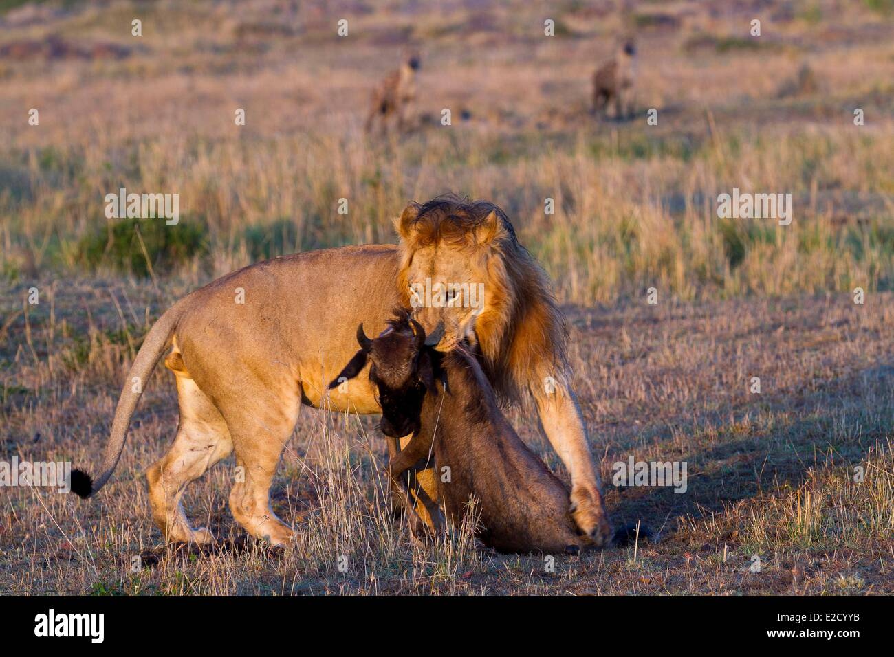 Kenya Masai-Mara game reserve lion (Panthera leo) male and a kill Stock ...