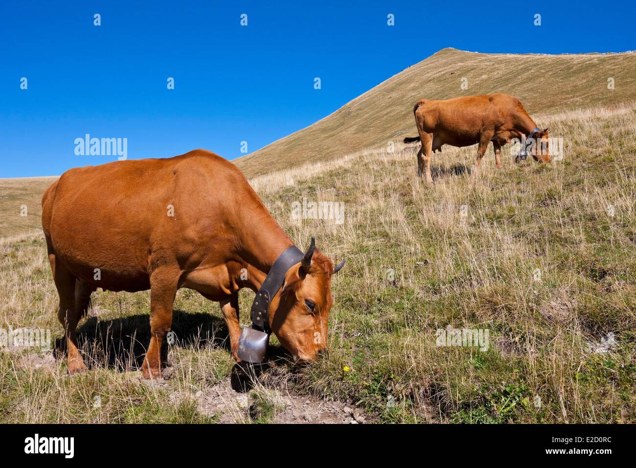 France Isere Parc Naturel Regional de Chartreuse (Natural regional park ...