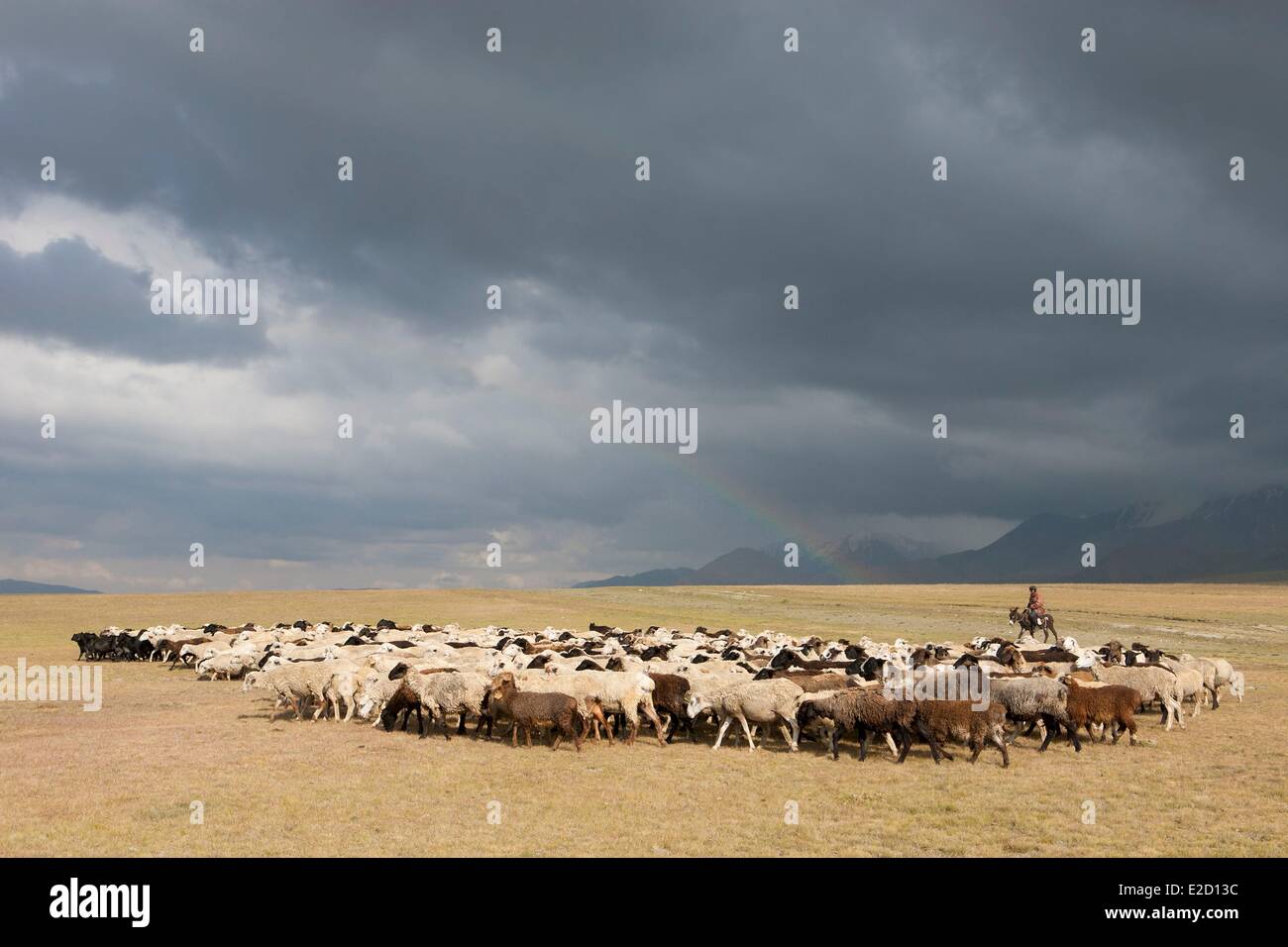 Kyrgyzstan Naryn Province Arpa valley shepperds leading a flock of ...