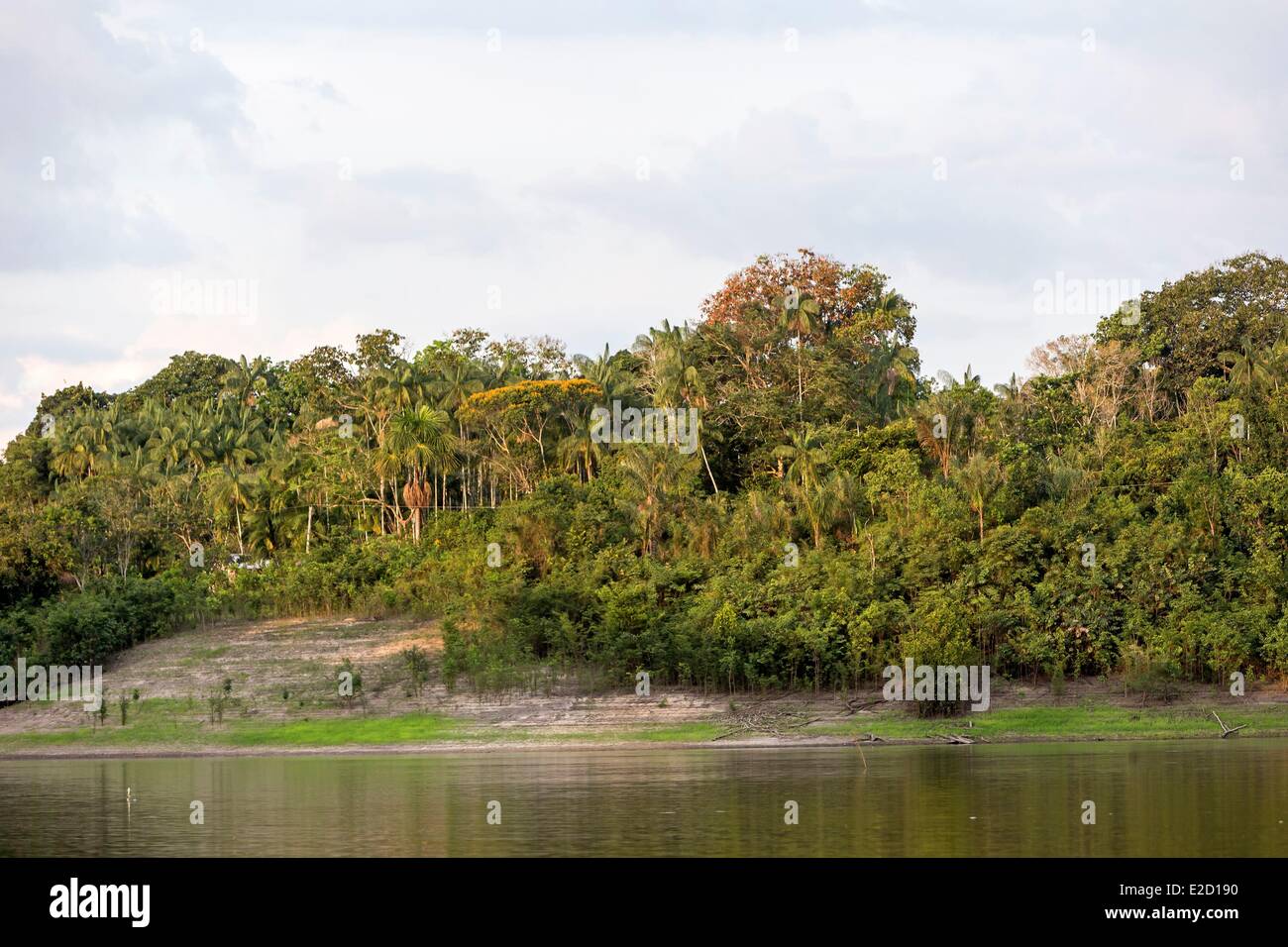 Brazil Amazonas state Amazon river basin forest along Rio Negro Stock ...