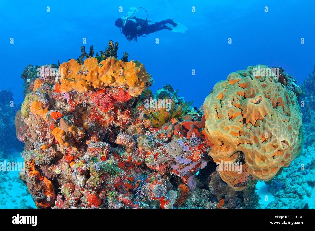 Mexico Quintana Roo state Caribbean sea coral reef and diver Stock ...