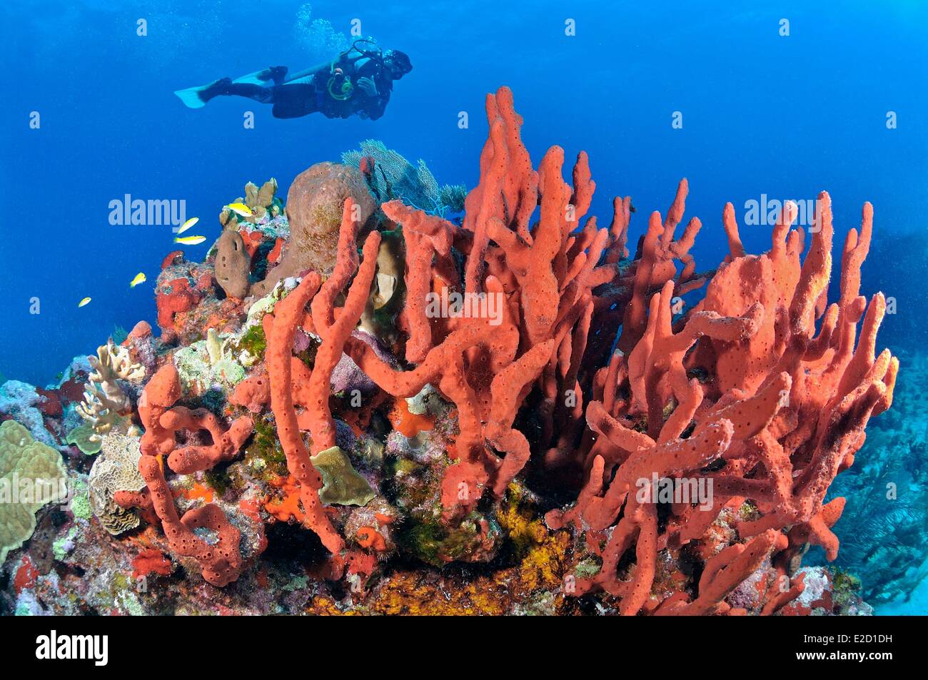 Mexico Quintana Roo state Caribbean sea coral reef covered with red ...