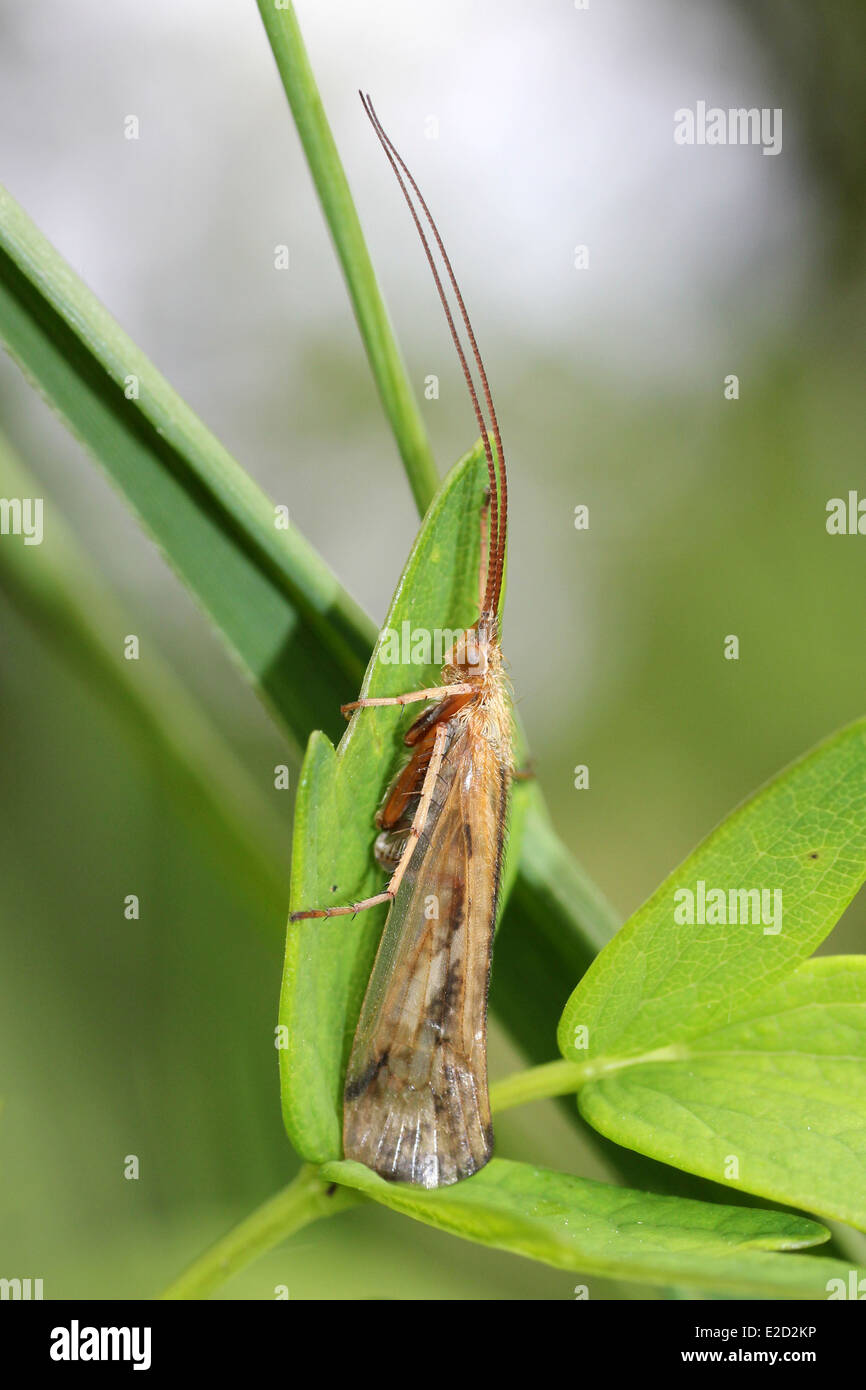 Caddisflies hi-res stock photography and images - Alamy