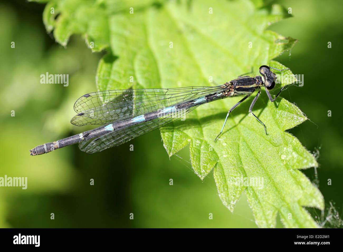 Fen form hi-res stock photography and images - Alamy
