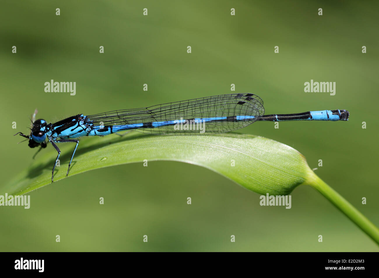 Species of damselfly hi-res stock photography and images - Alamy