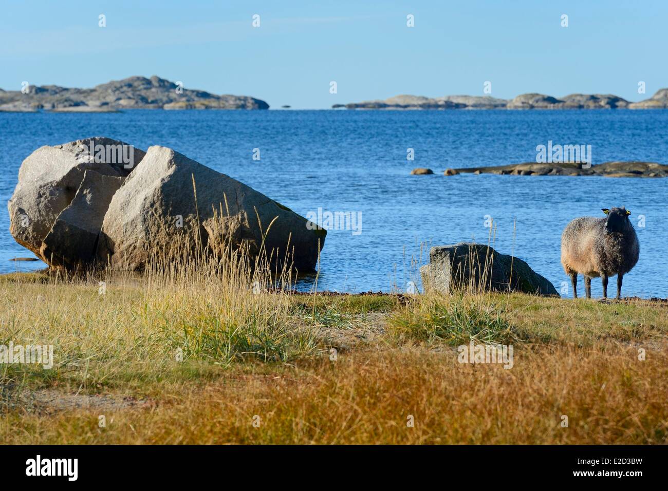 Sweden Vastra Gotaland Koster Islands Sydkoster sheep by the sea Stock ...