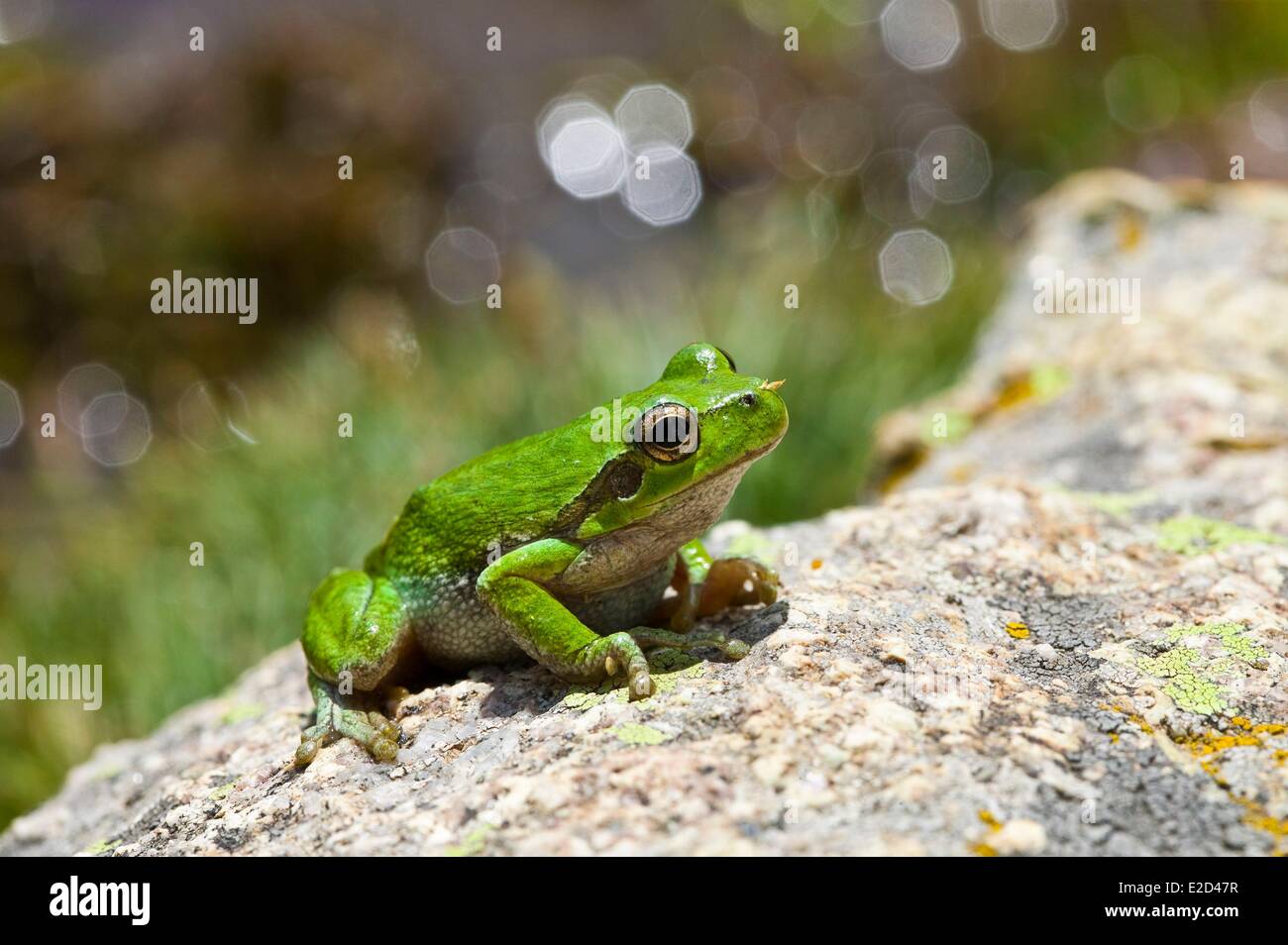France Haute Corse Lake Nino Corsica frog (Hyla sarda Stock Photo - Alamy