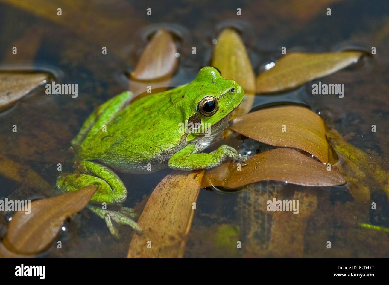France Haute Corse Lake Nino Corsica frog (Hyla sarda Stock Photo - Alamy