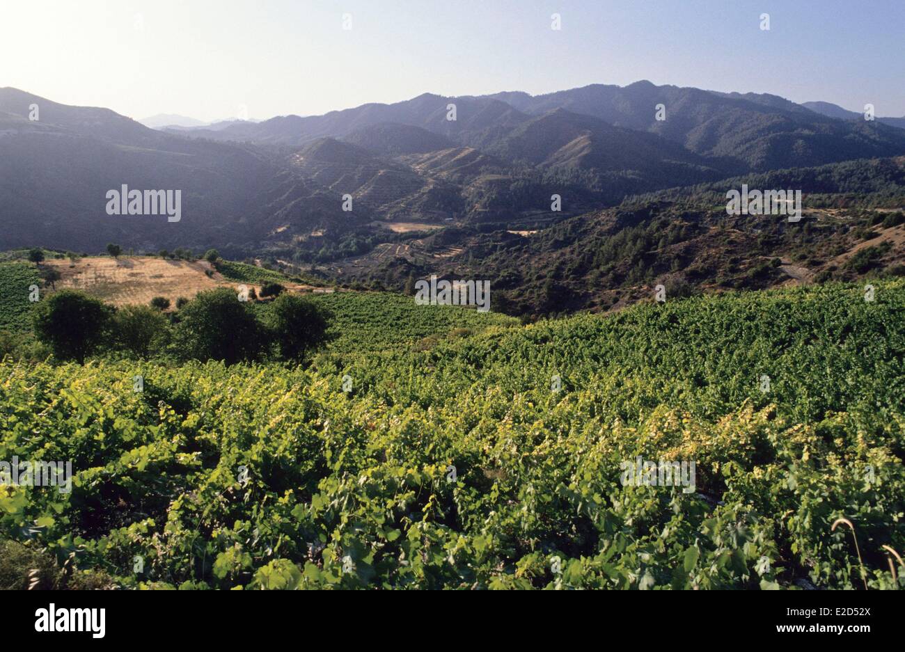 Cyprus Troodos Region Omodos wine growing village vineyard Stock Photo ...
