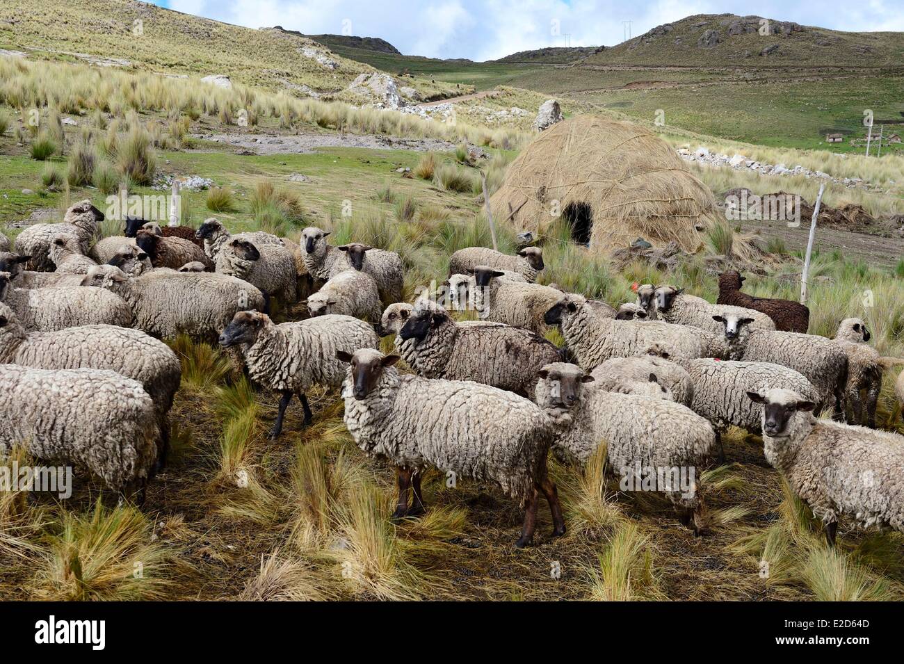 Valley sheep hi-res stock photography and images - Alamy