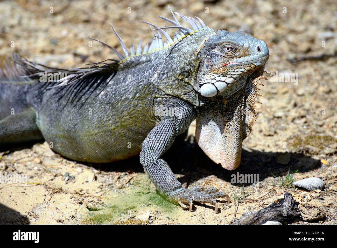 Dutch West Indies Bonaire island Washington Slagbaai National Park ...