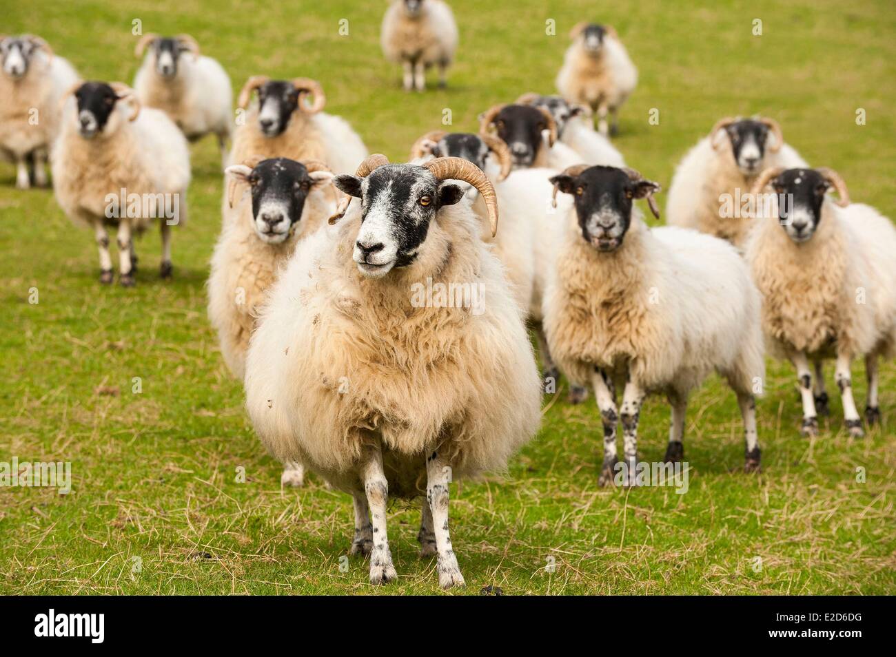 United Kingdom Northern Ireland County Down sheep in the Mournes near ...