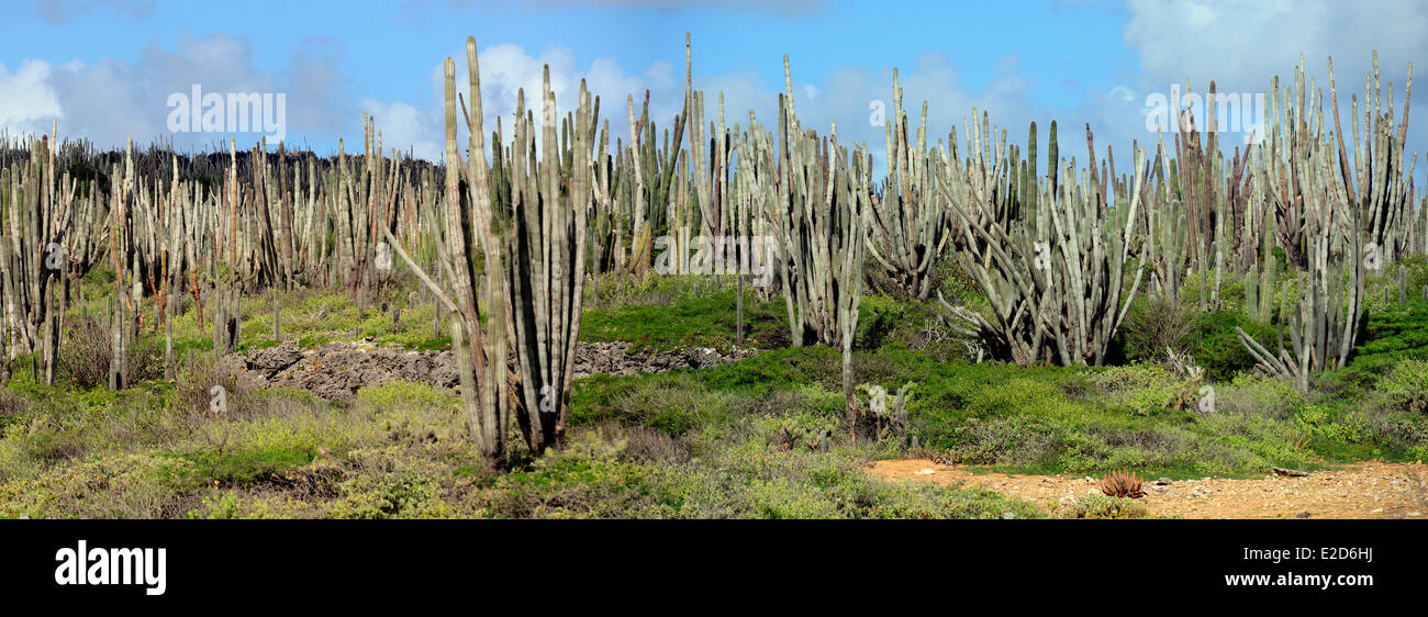 Dutch West Indies Bonaire island Washington Slagbaai National Park ...
