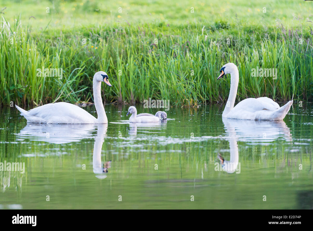 Family swans cygnets canal hi-res stock photography and images - Alamy
