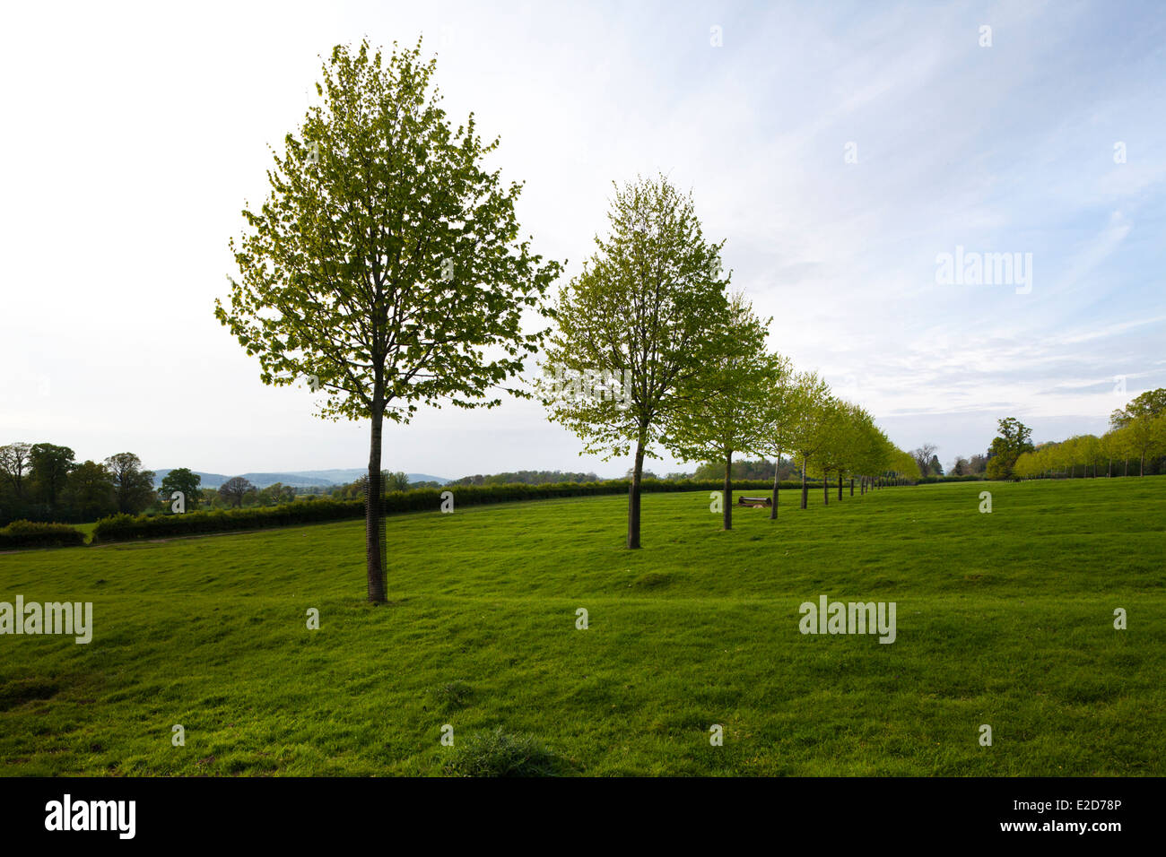 An avenue of trees growing on a medieval ridge and furrow field in the ...