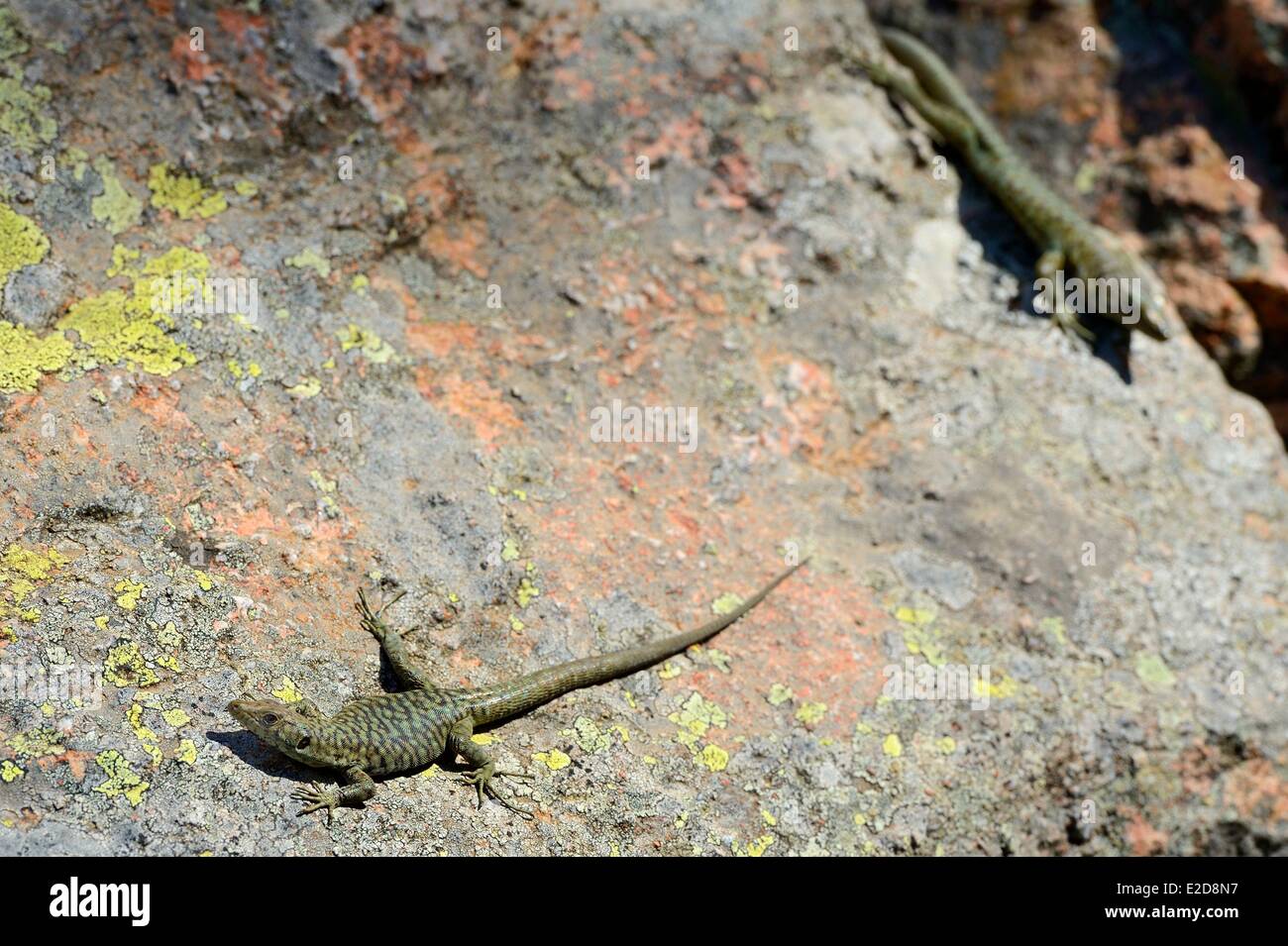 France lizards hi-res stock photography and images - Alamy