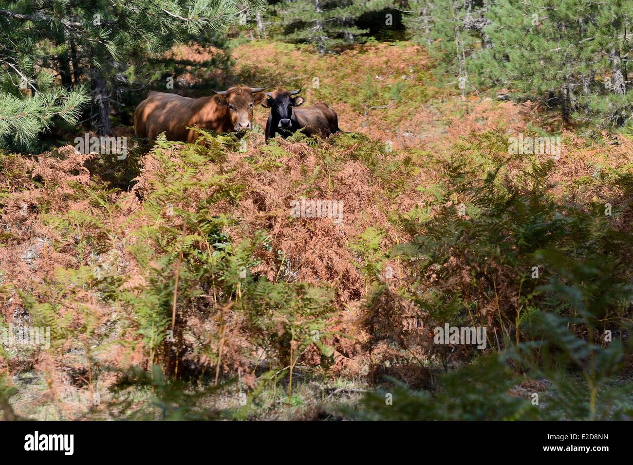 France Corse du Sud Alta Rocca Bavella cows in the corsican pine forest ...