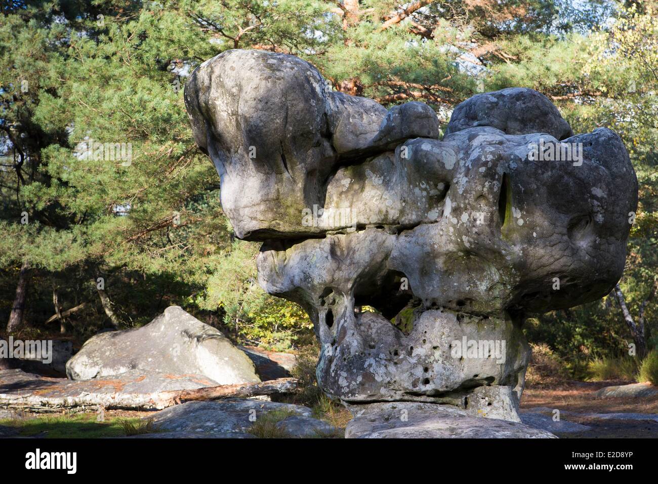 France Seine et Marne Fontainebleau forest Les Gorges de Franchard area ...