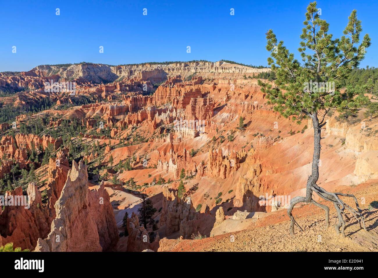 United States Utah Colorado Plateau Bryce Canyon National Park Bryce ...