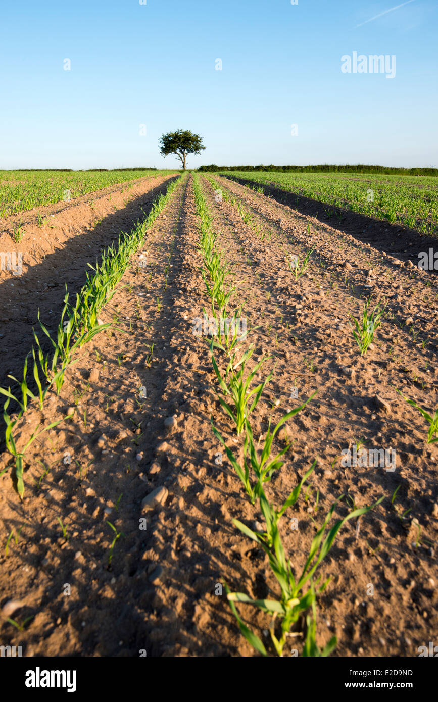 Lone tree in a ploughed field, Farnsfield Nottinghamshire England UK ...