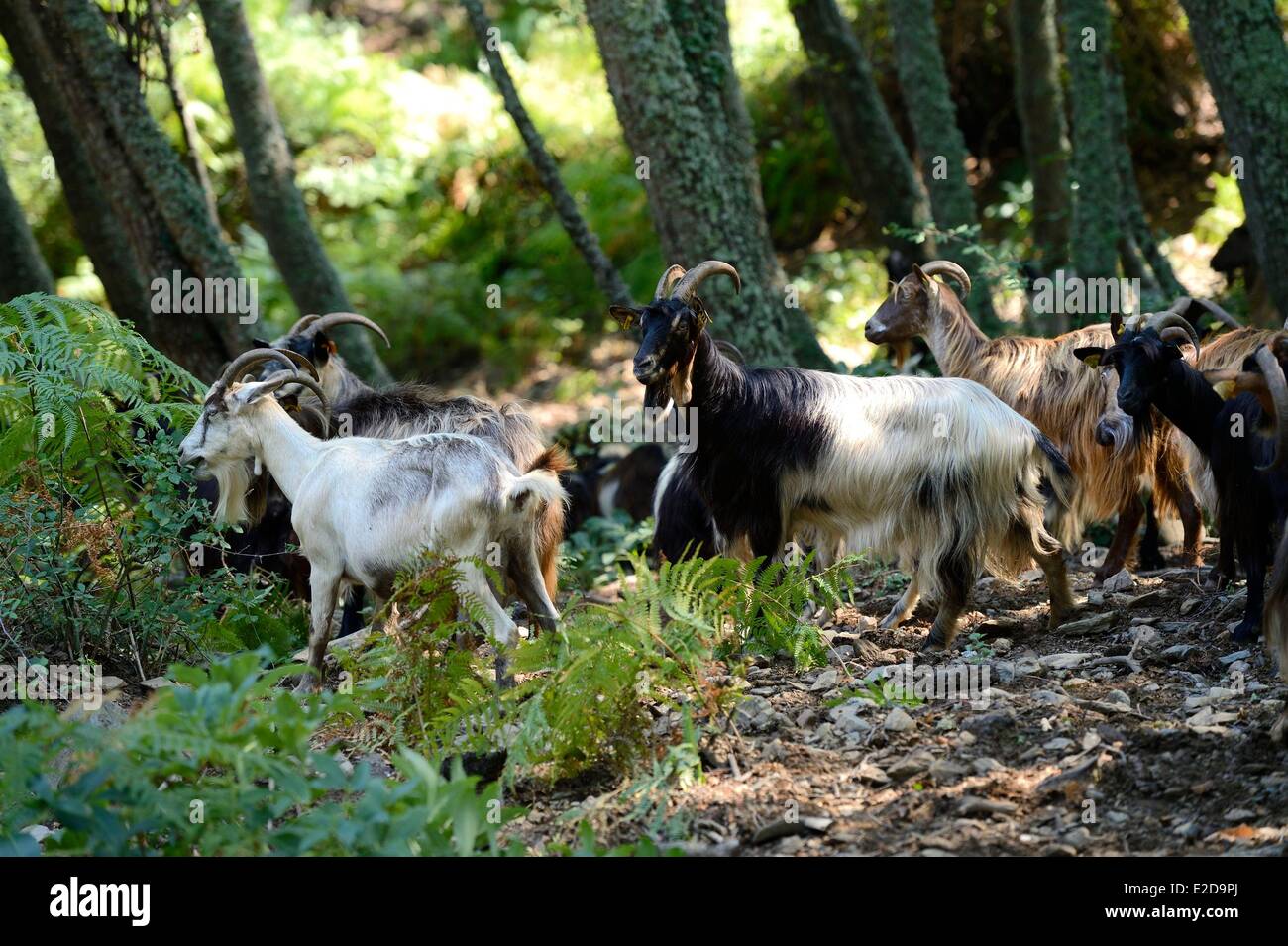 France, Haute Corse, Castagniccia, goats Stock Photo - Alamy