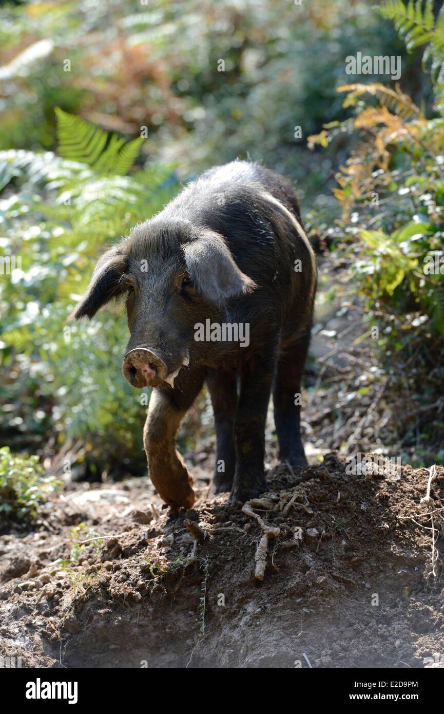 France, Haute Corse, Castagniccia, pigs in the wild Stock Photo - Alamy