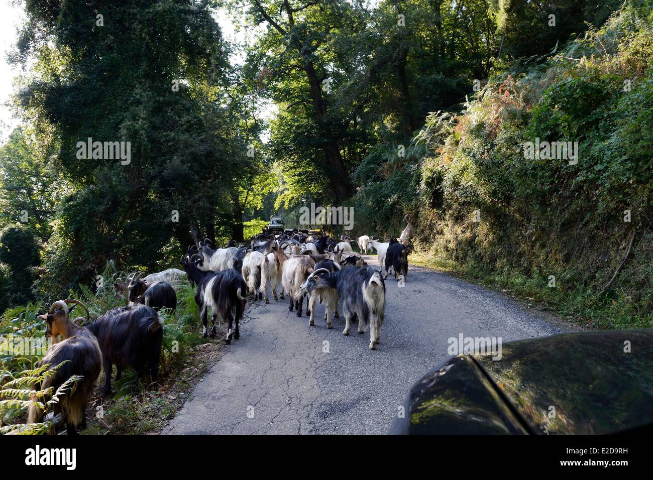 Goats on a car hi-res stock photography and images - Alamy