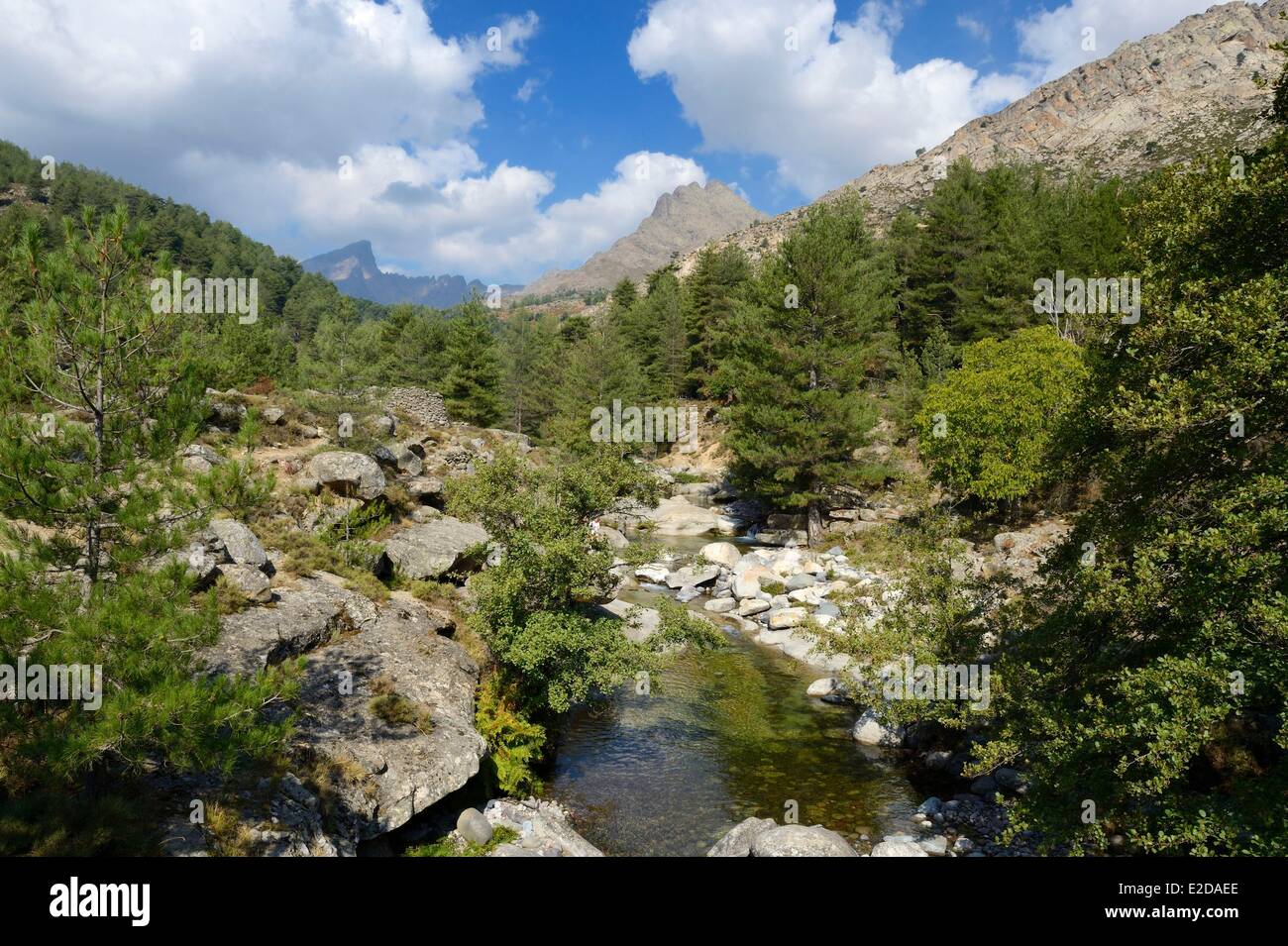France, Haute Corse, Niolu (Niolo) region, the Calasima river and the ...