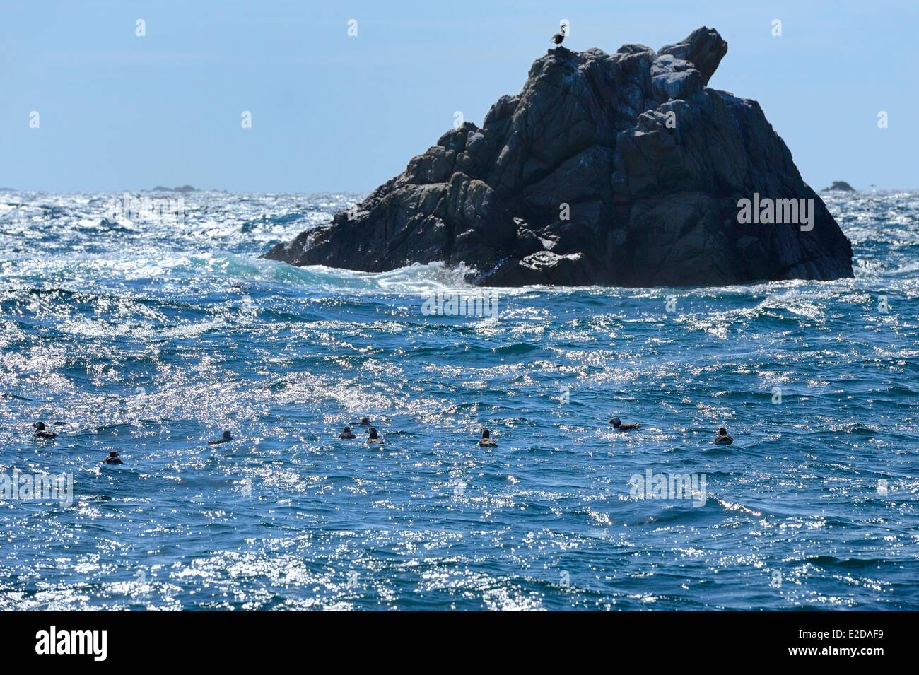 France ile rouzic puffin hi-res stock photography and images - Alamy