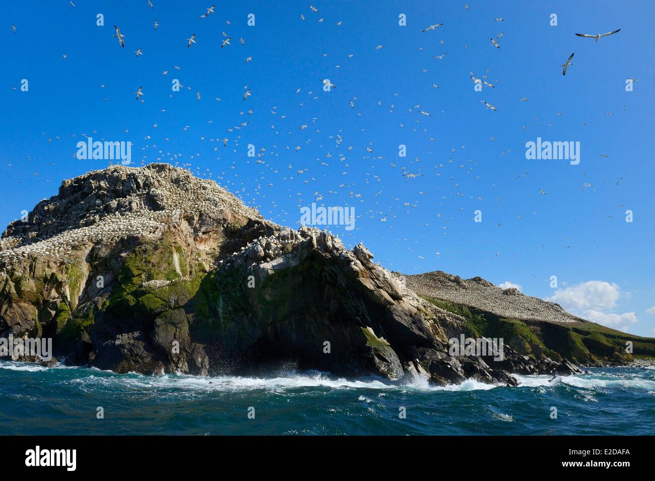 France Cotes d'Armor Perros Guirec Sept Iles Archipelago and bird ...