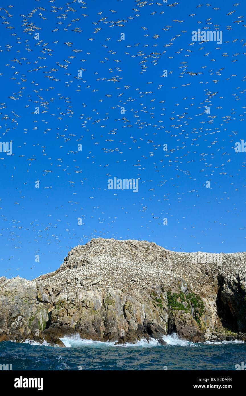 France Cotes d'Armor Perros Guirec Sept Iles Archipelago and bird ...