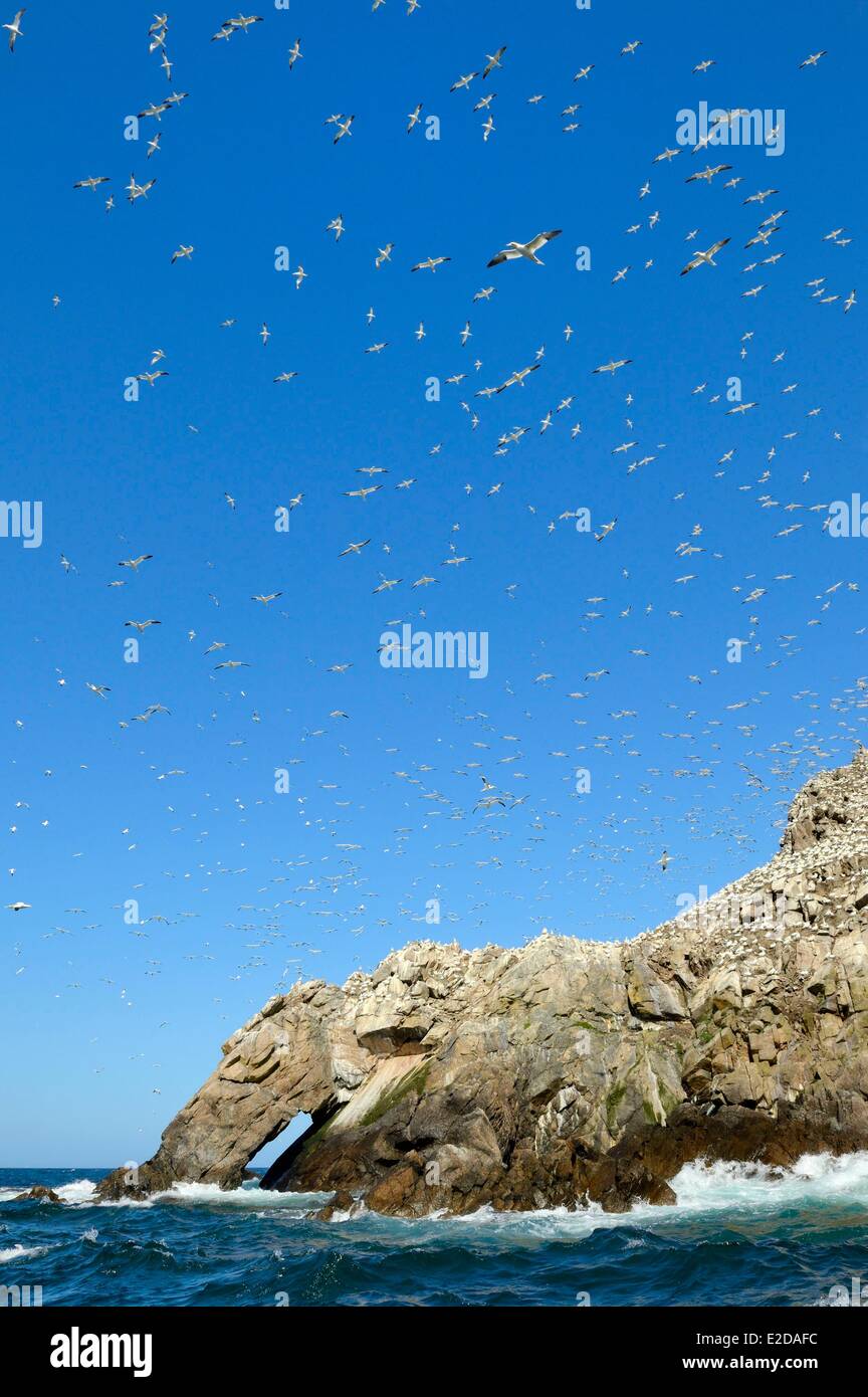 France Cotes d'Armor Perros Guirec Sept Iles Archipelago and bird ...
