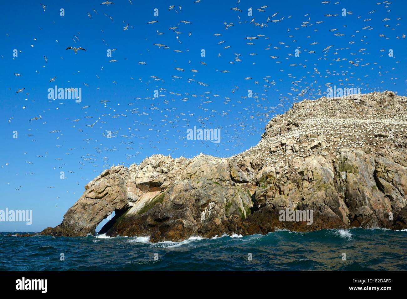 France Cotes d'Armor Perros Guirec Sept Iles Archipelago and bird ...