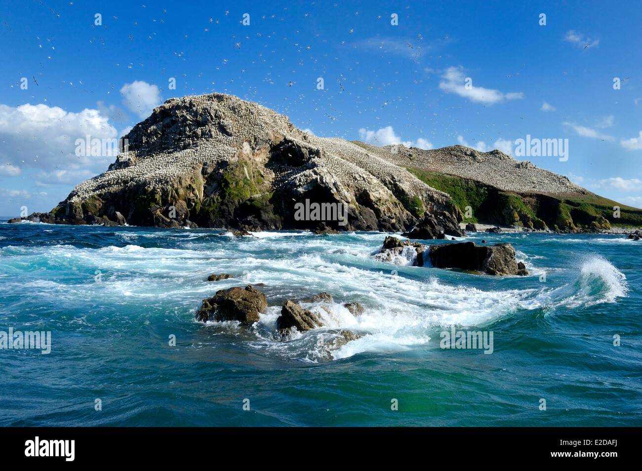 France Cotes d'Armor Perros Guirec Sept Iles Archipelago and bird ...