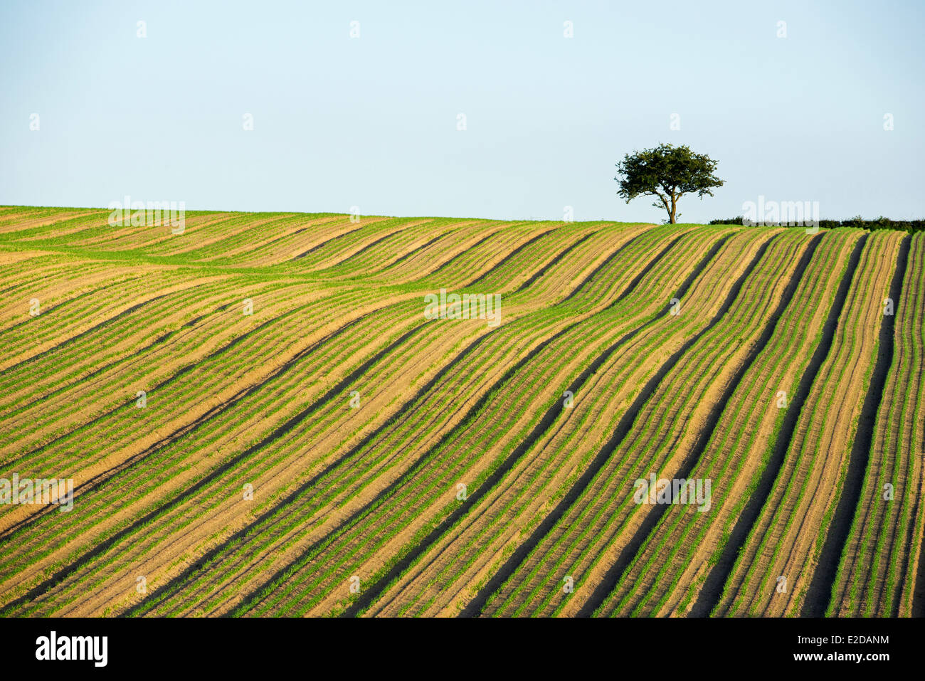 Lone tree in a ploughed field, Farnsfield Nottinghamshire England UK ...