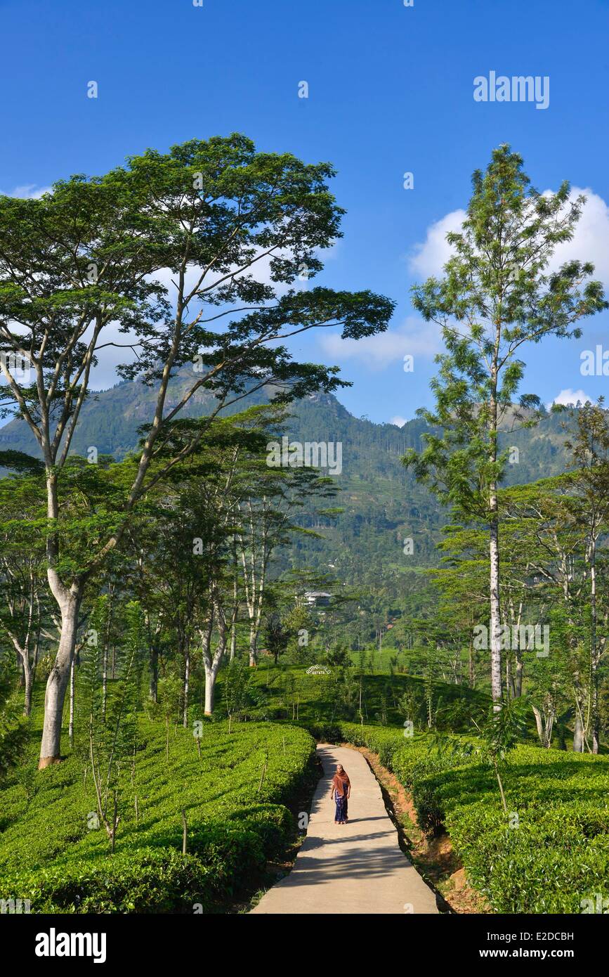 Pussellawa High Resolution Stock Photography and Images - Alamy