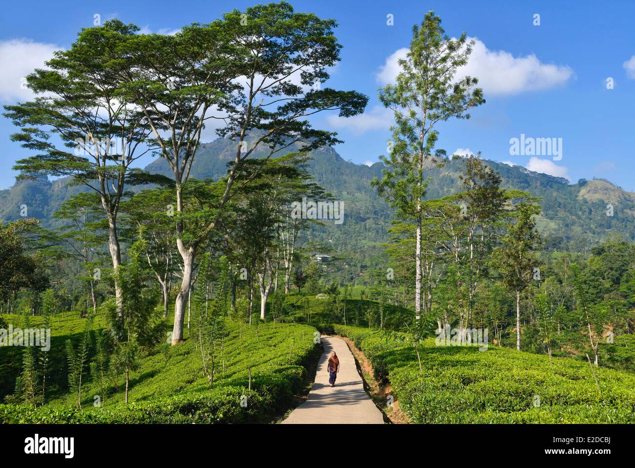 Pussellawa hi-res stock photography and images - Alamy