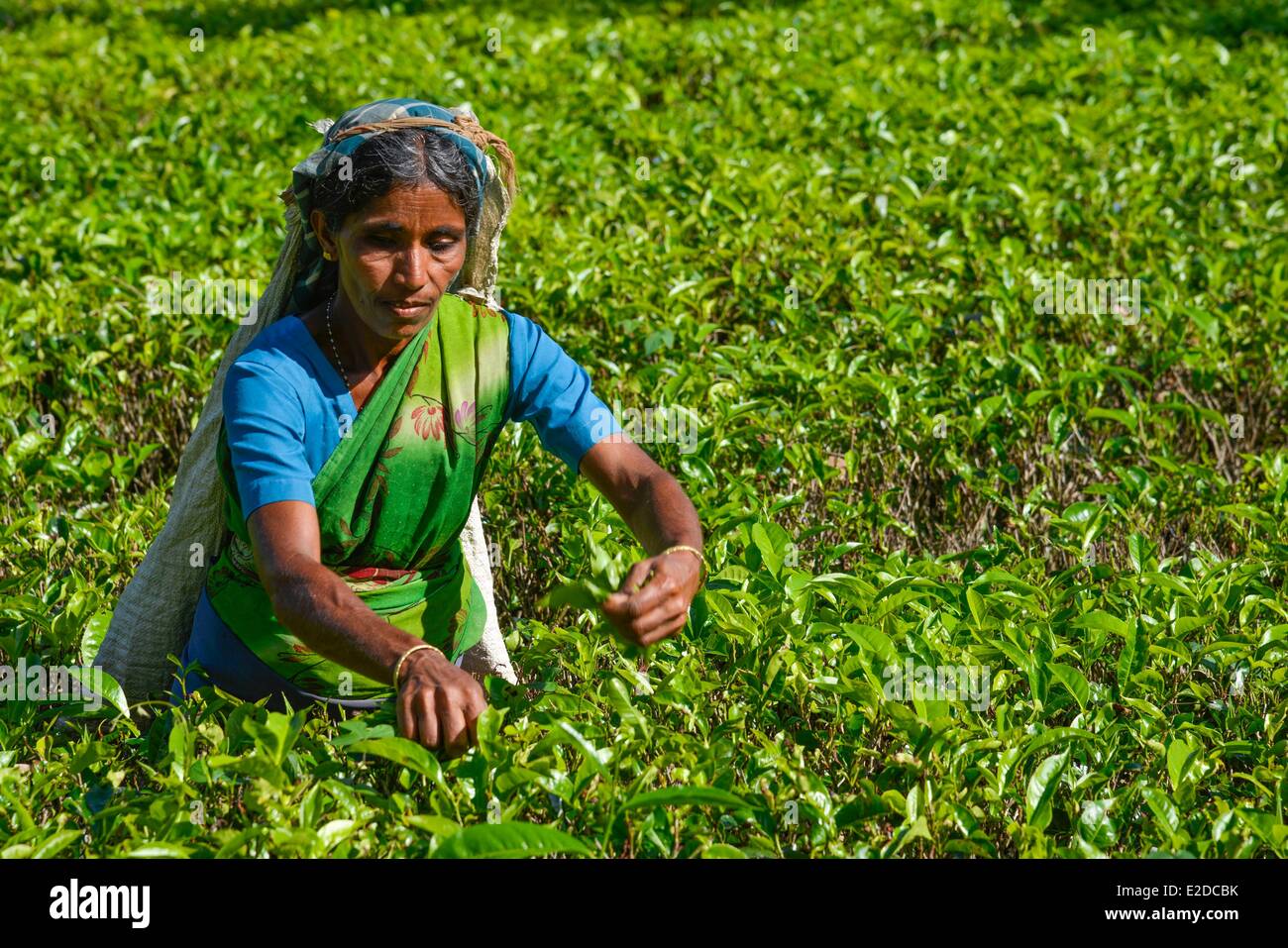 Sri Lanka, Central Province, Nuwaraeliya District, Pussellawa ...