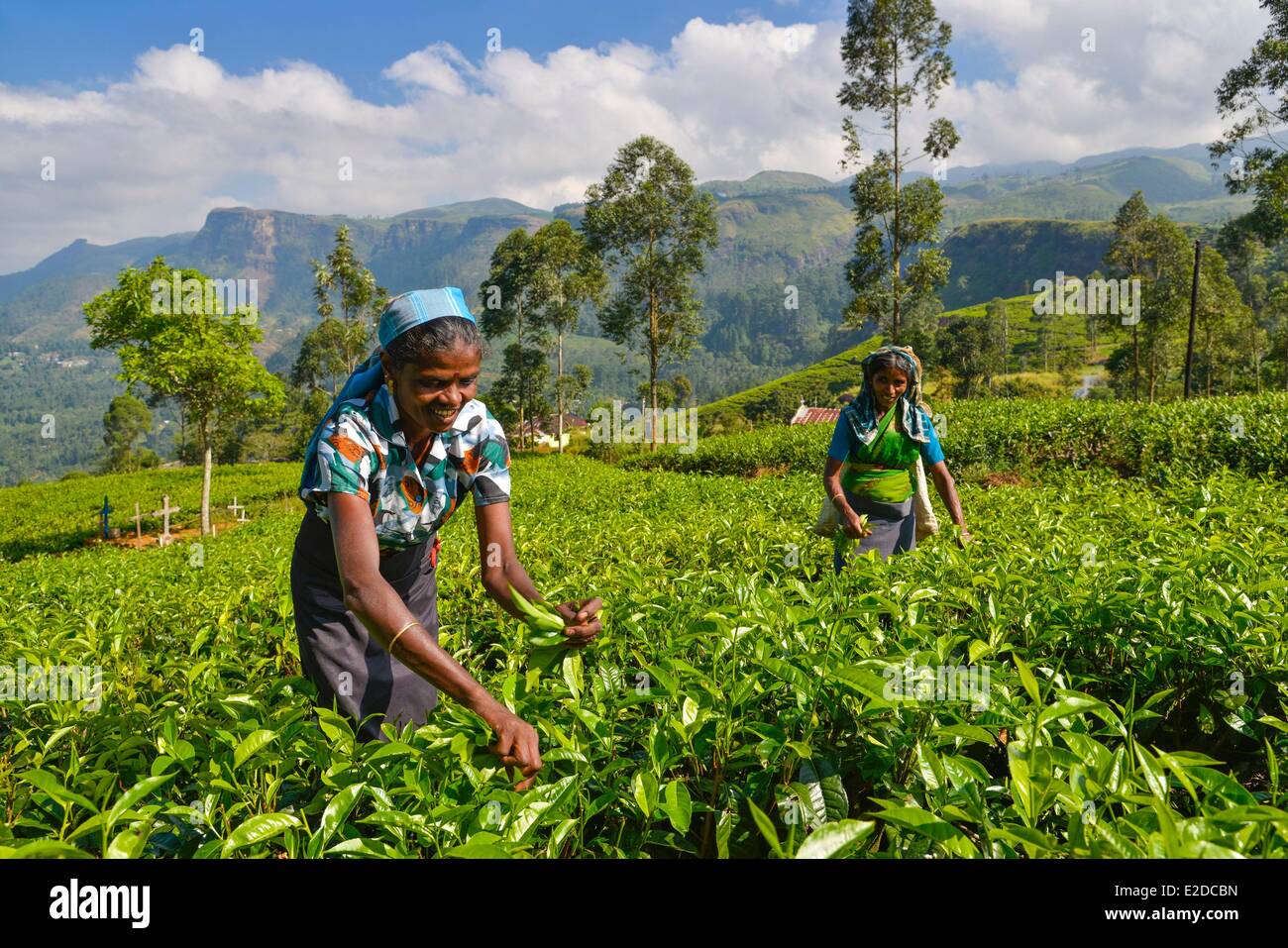 Sri Lanka, Central Province, Nuwaraeliya District, Pussellawa ...