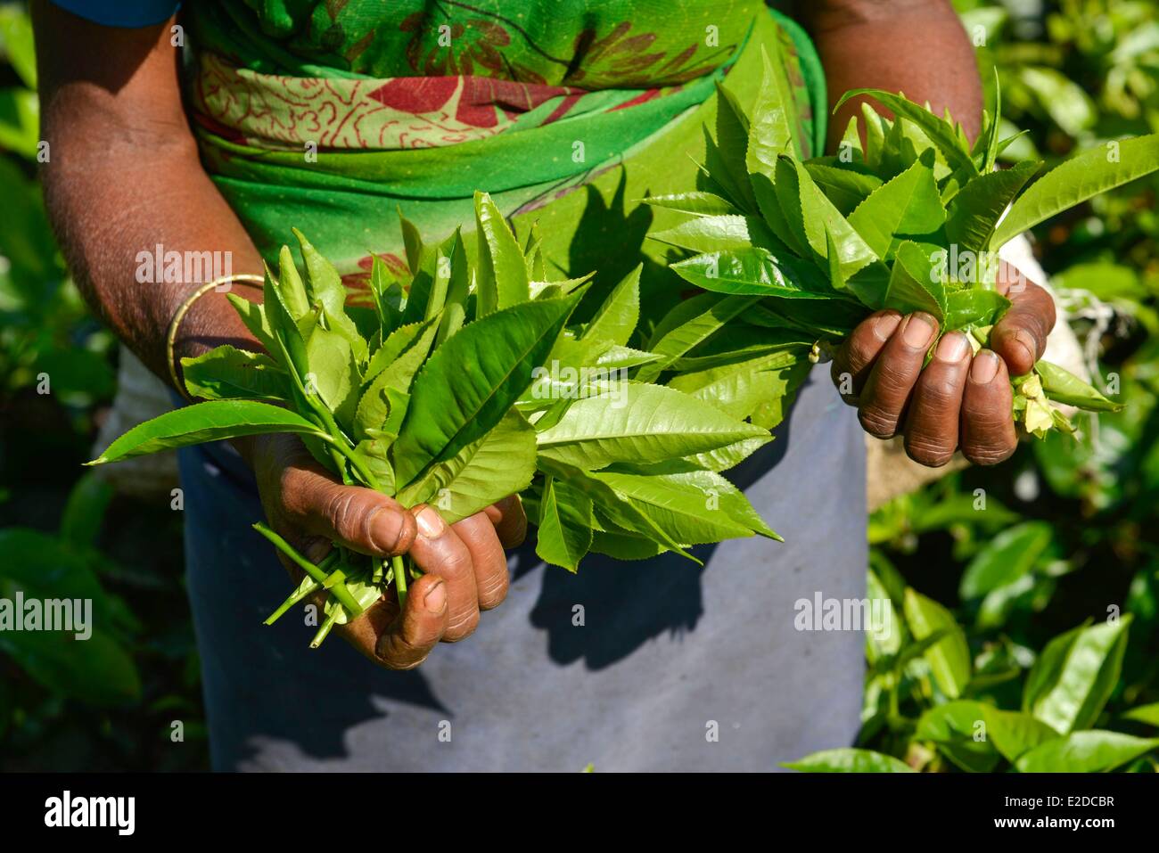 Sri Lanka, Central Province, Nuwaraeliya District, Pussellawa ...