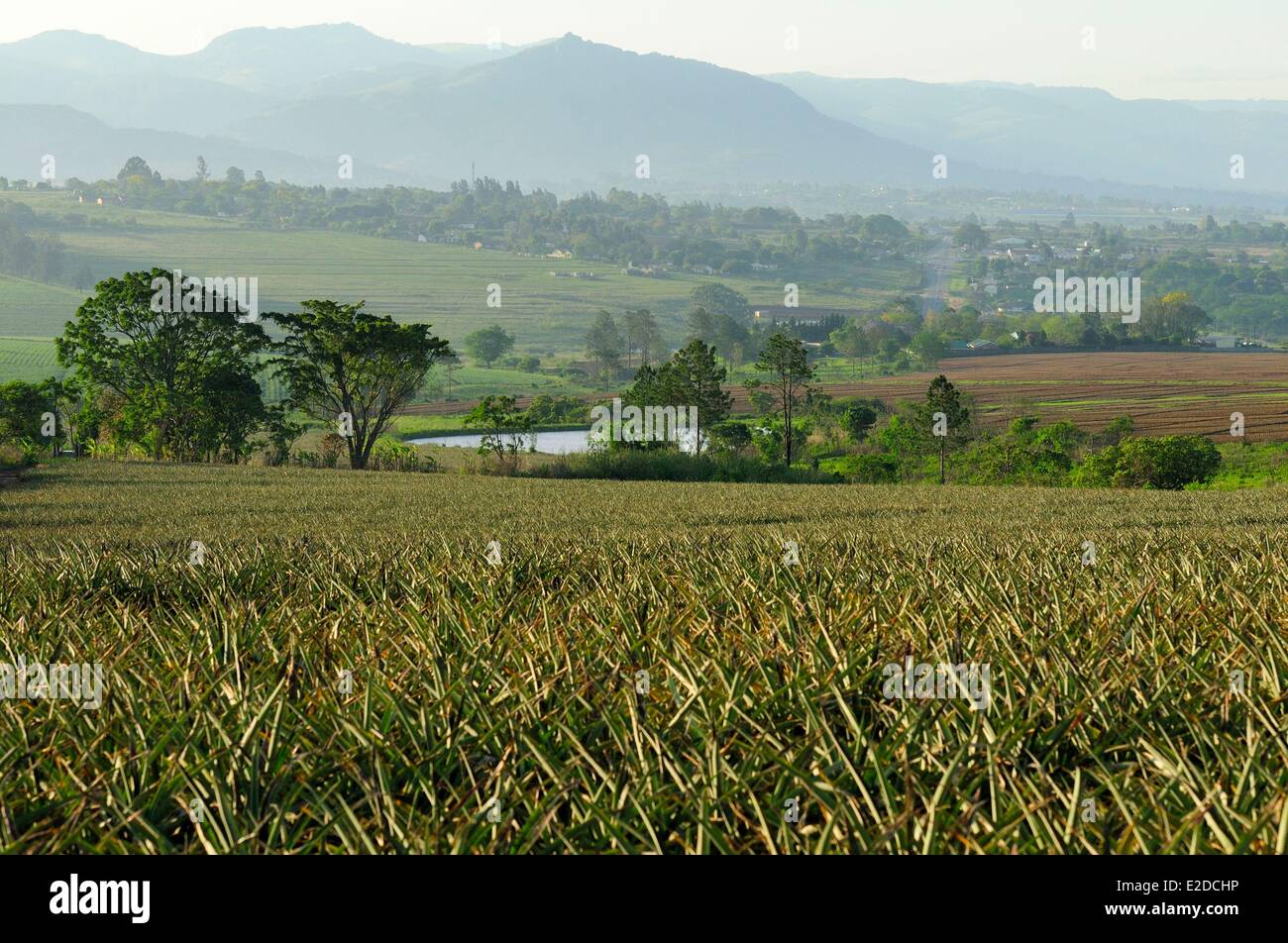 Swaziland Manzini district Malkerns valley pineapple cultivation Stock ...