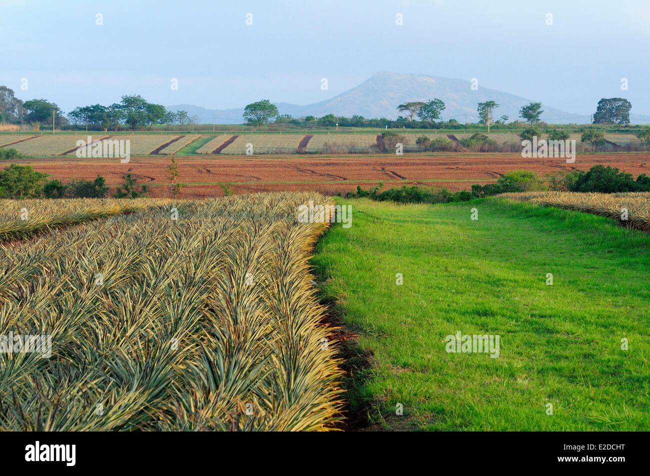 Swaziland Manzini district Malkerns valley pineapple cultivation Stock ...