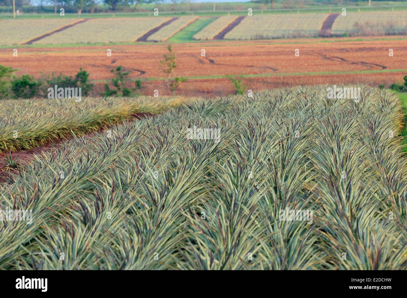 Swaziland Manzini district Malkerns valley pineapple cultivation Stock ...